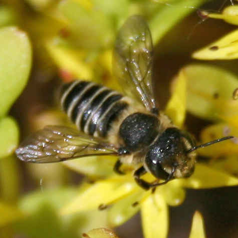 twenty pound tabby: More Colorado Native Bees