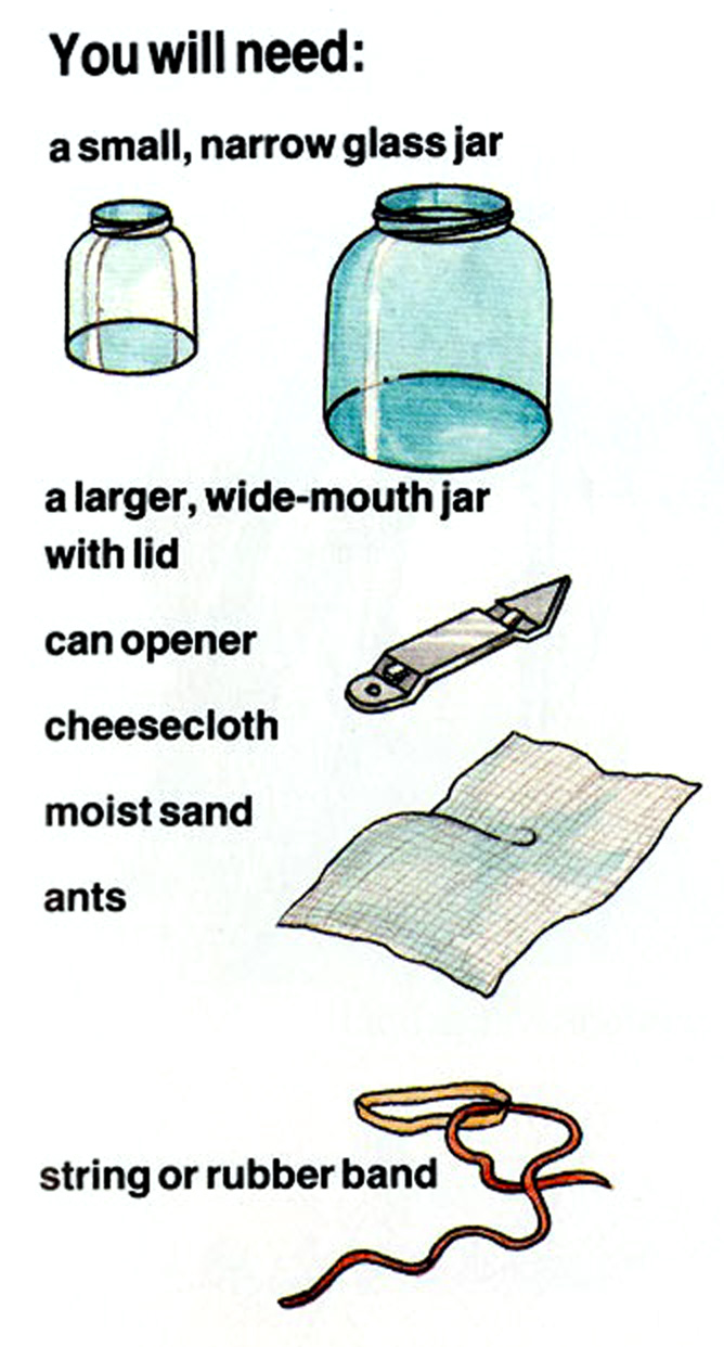 How To Make An Ant Farm for kids? - Arts and crafts for kids