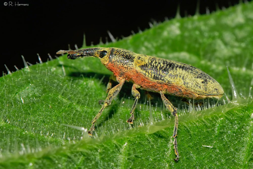 fotosricardo-h: GORGOJOS (COLEÓPTERA : CURCULIONOIDEA) II - Weevils II