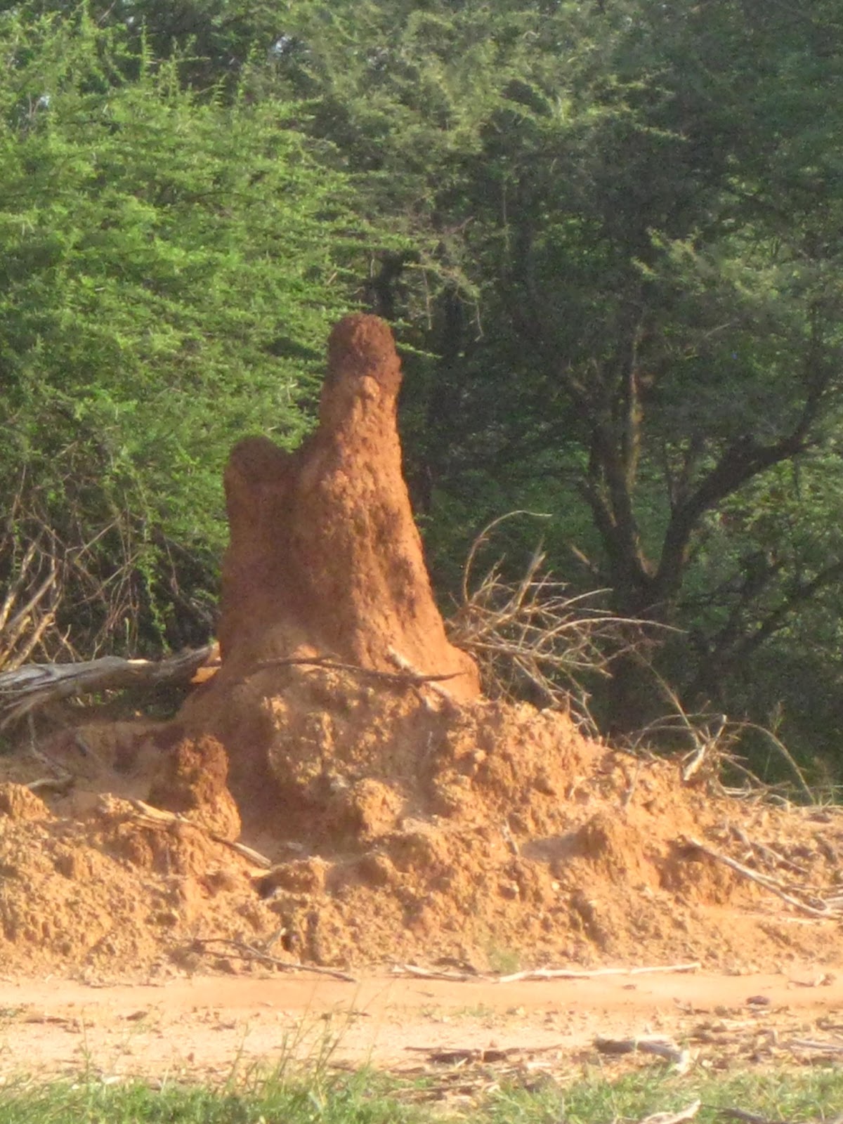 Bishops on the Road : Making a Mountain out of an Ant Hill