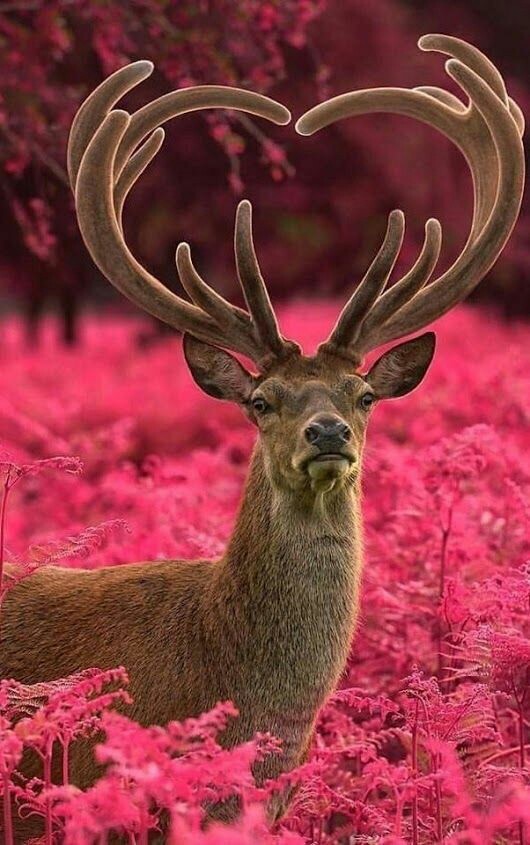 Beautiful deer