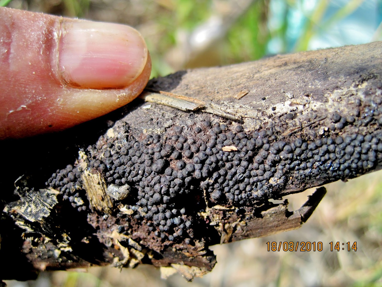 Biodiversity of Cyprus by NGO Protection of the Natural Heritage and ...