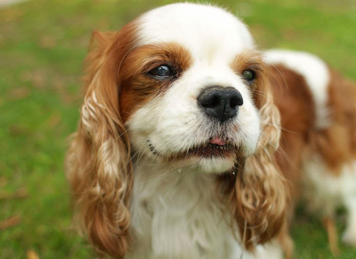 Reddy - Cavalier King Charles Spaniel