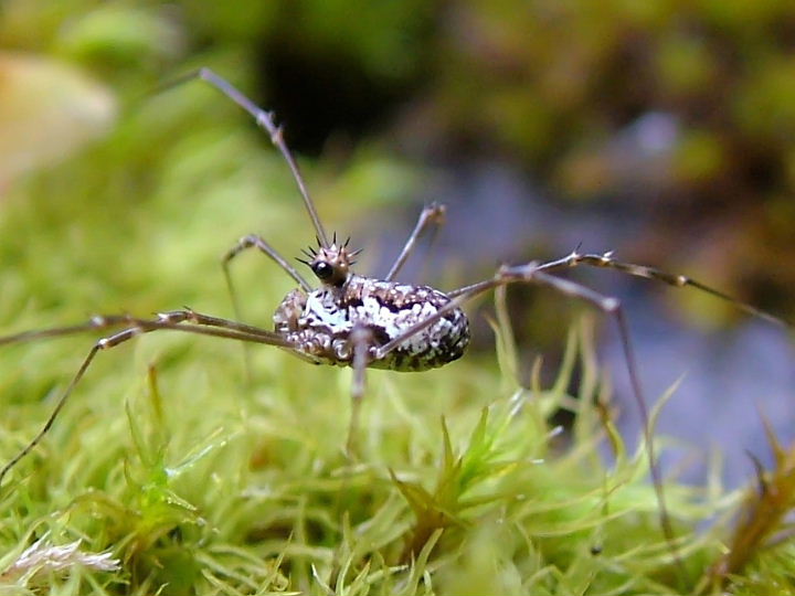 Sergio Ibarra Mellado: Los Opiliones