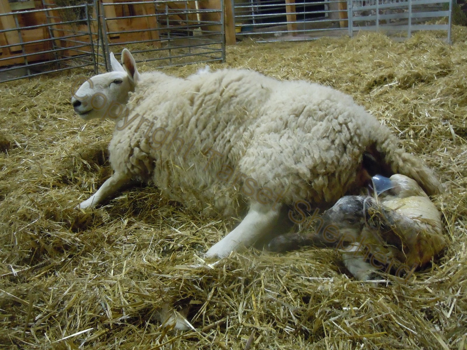 Shepherd's blog: Lambing a ewe