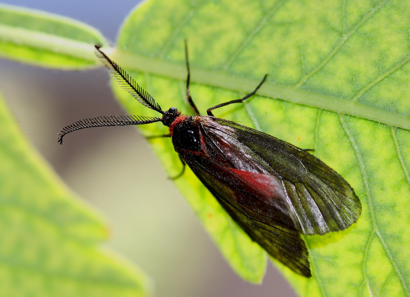 Illora natural: ZIGANEA (Aglaope infausta)