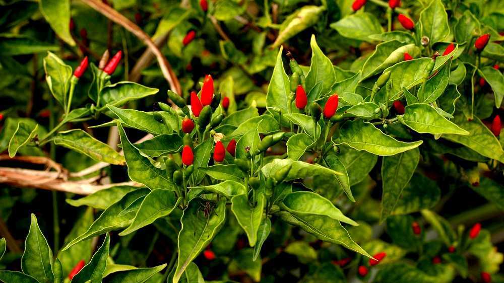 Capsicum frutescens
