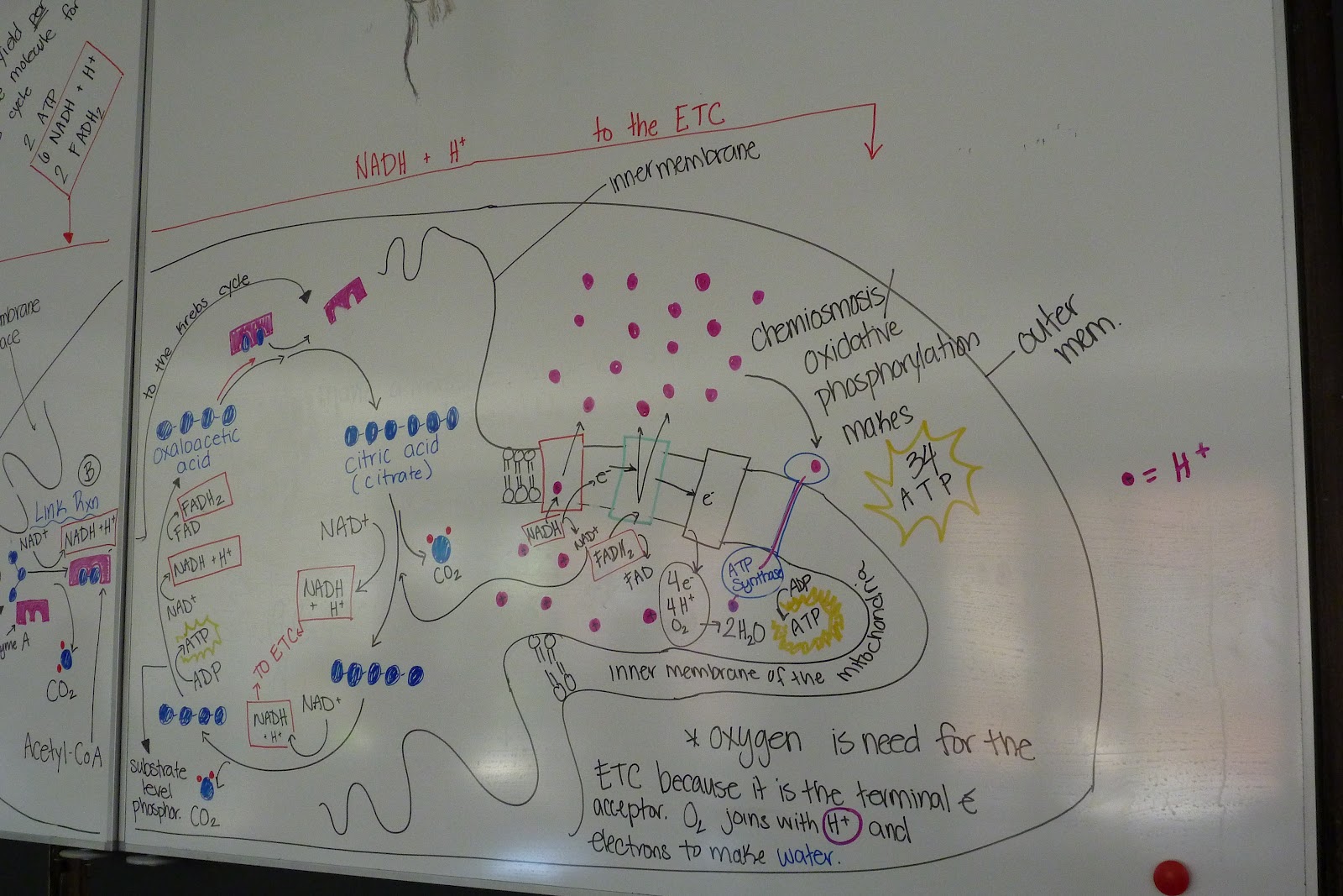IB Biology @ TASIS: Pictures of the map of cellular respiration