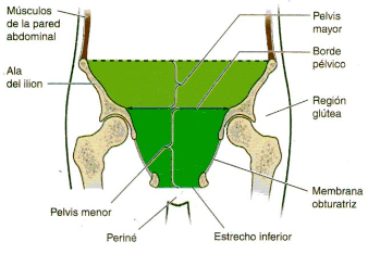 Anatomía: Pelvis