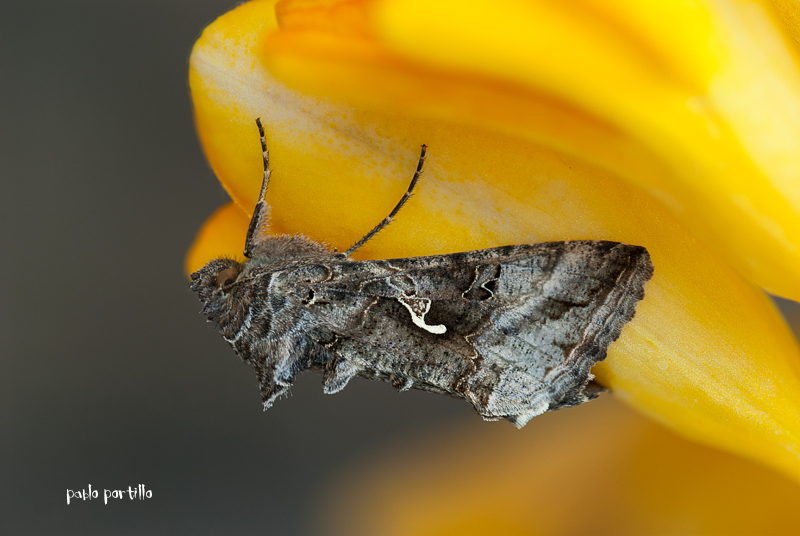 Observando la naturaleza: Ciclo de la Autographa gamma