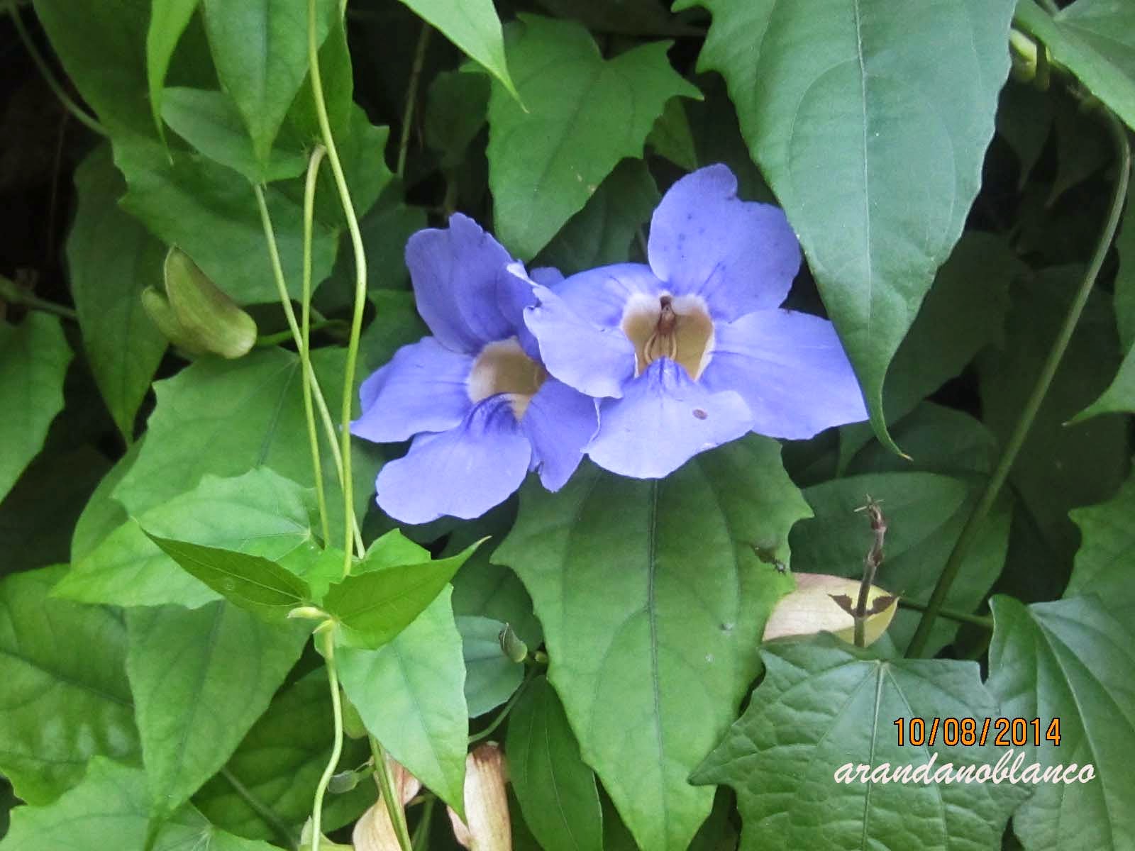 arbustosensevilla-encinarosa: Bignonia azul / thumbergia grandiflora ...