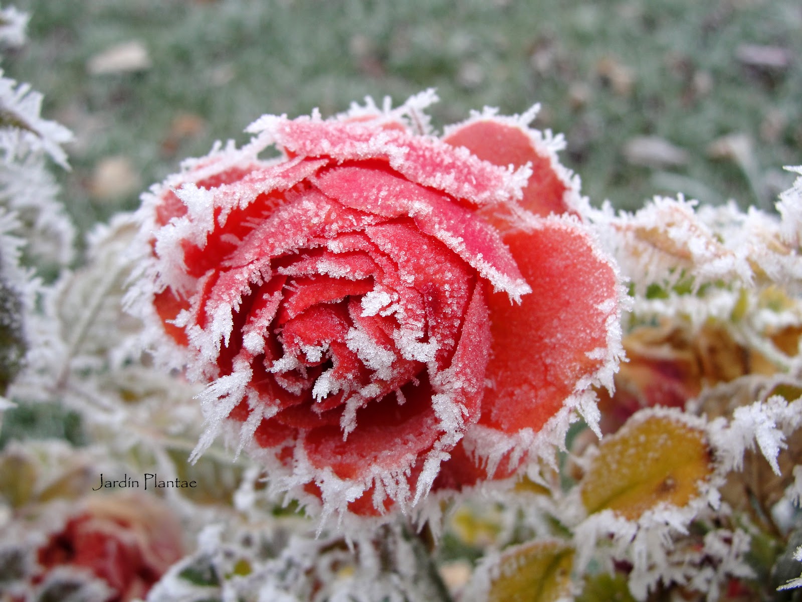 Jardinería Plantae: Rosas escarchadas