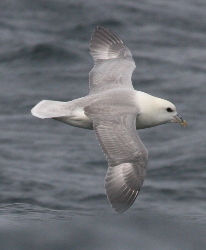 New England Coastal Birds: Nov 7, 2011