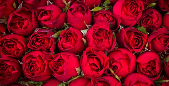 Bunga-Bunga Cantik Yang Menjadi Lambang Kematian | SeoJudiKartu