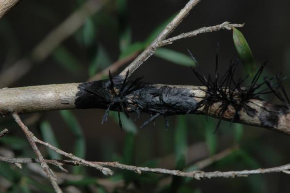 The Nature of Robertson: Strange tiny Fungi