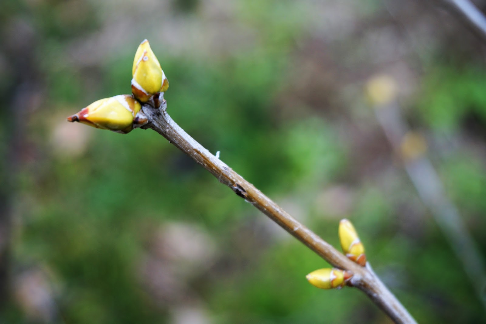 Plantas de Huerta Otea, Salamanca: Lilo, lila común (Syringa vulgaris)