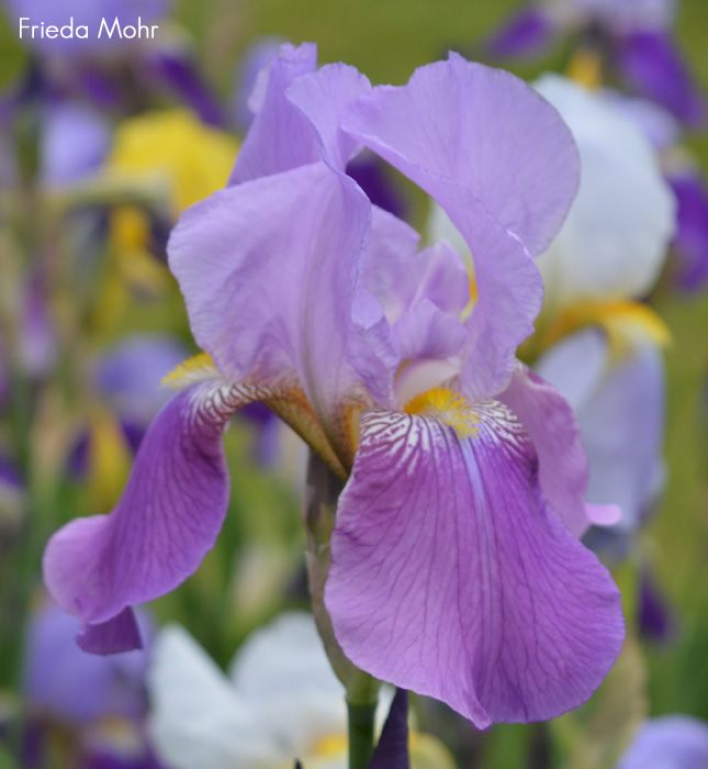 World of Irises: Photo Essay: Historic Varieties from 1926