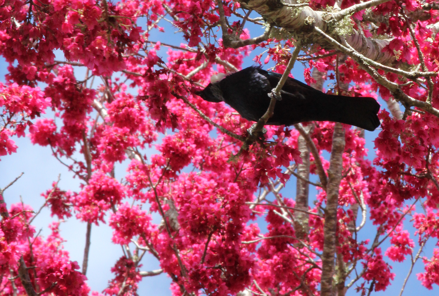 Rotorua Artist Janet Keen's Photography, Mosaics, Paintings & Writing ...