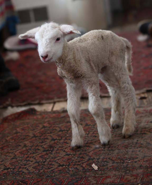 Getting Stitched on the Farm: Yearlings Lamb