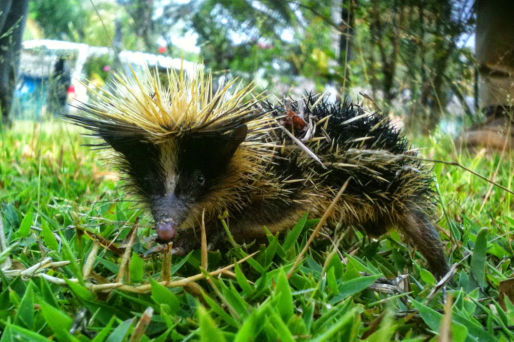 LOWLAND STREAKED TERNEC photos - wallpapers | the fun bank