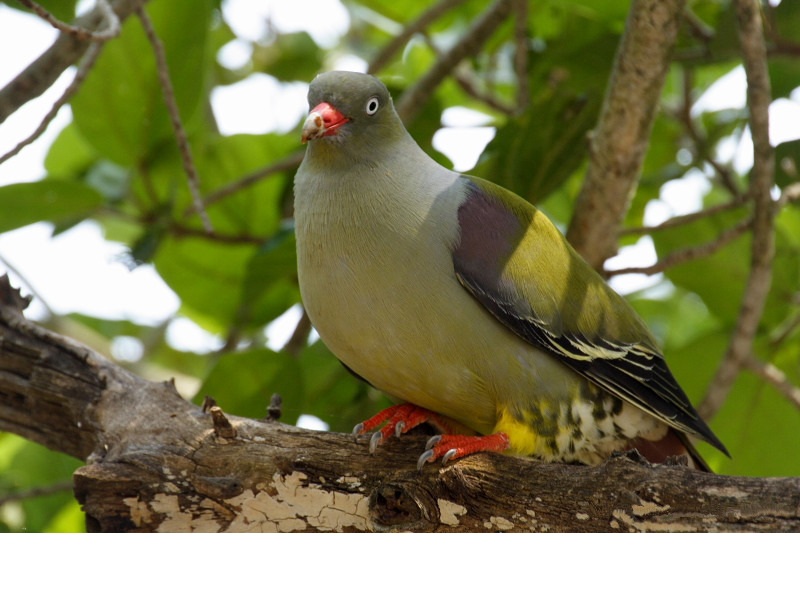 Burung Green Pigeon Atau Burung Punai