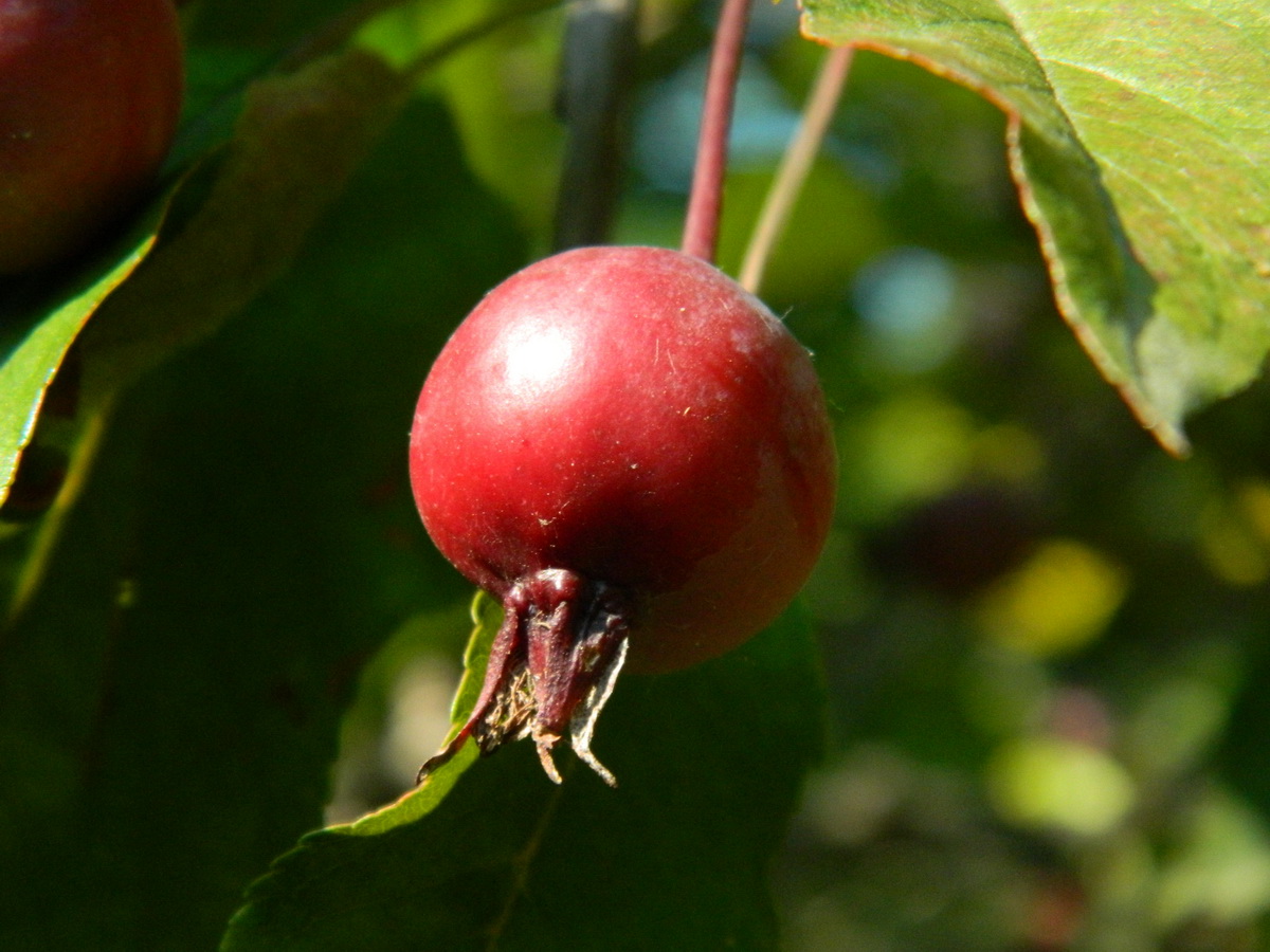 LA MULTI ANI, ROMANIA!: Merisoare