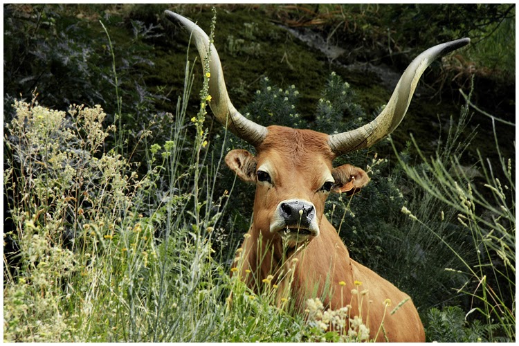 Lusitaniae Castrum: Auroque - O boi pré-histórico