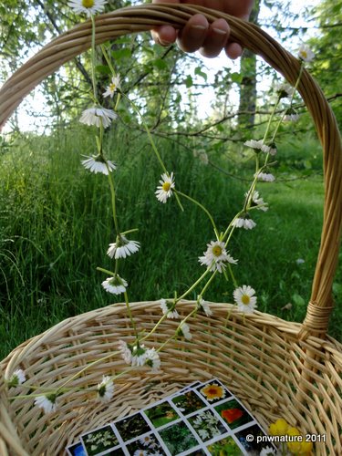 Daisies and Shadows under the Trees