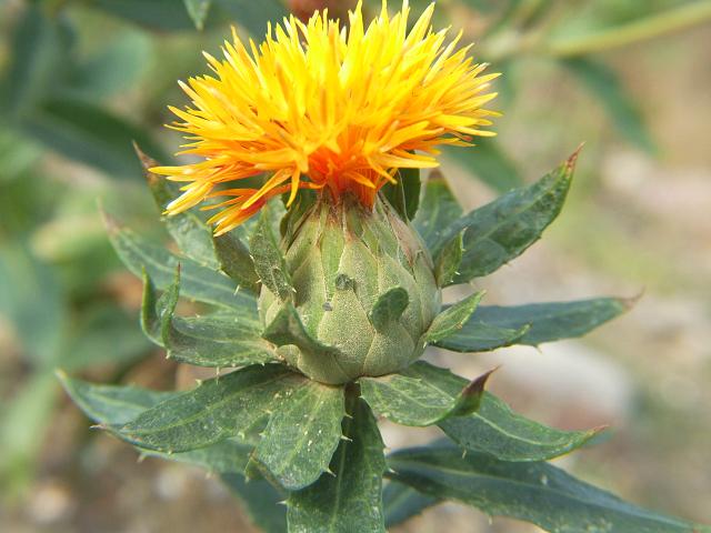Krokosz barwierski - Carthamus tinctorius - Safflower - Chlorofilowy ...