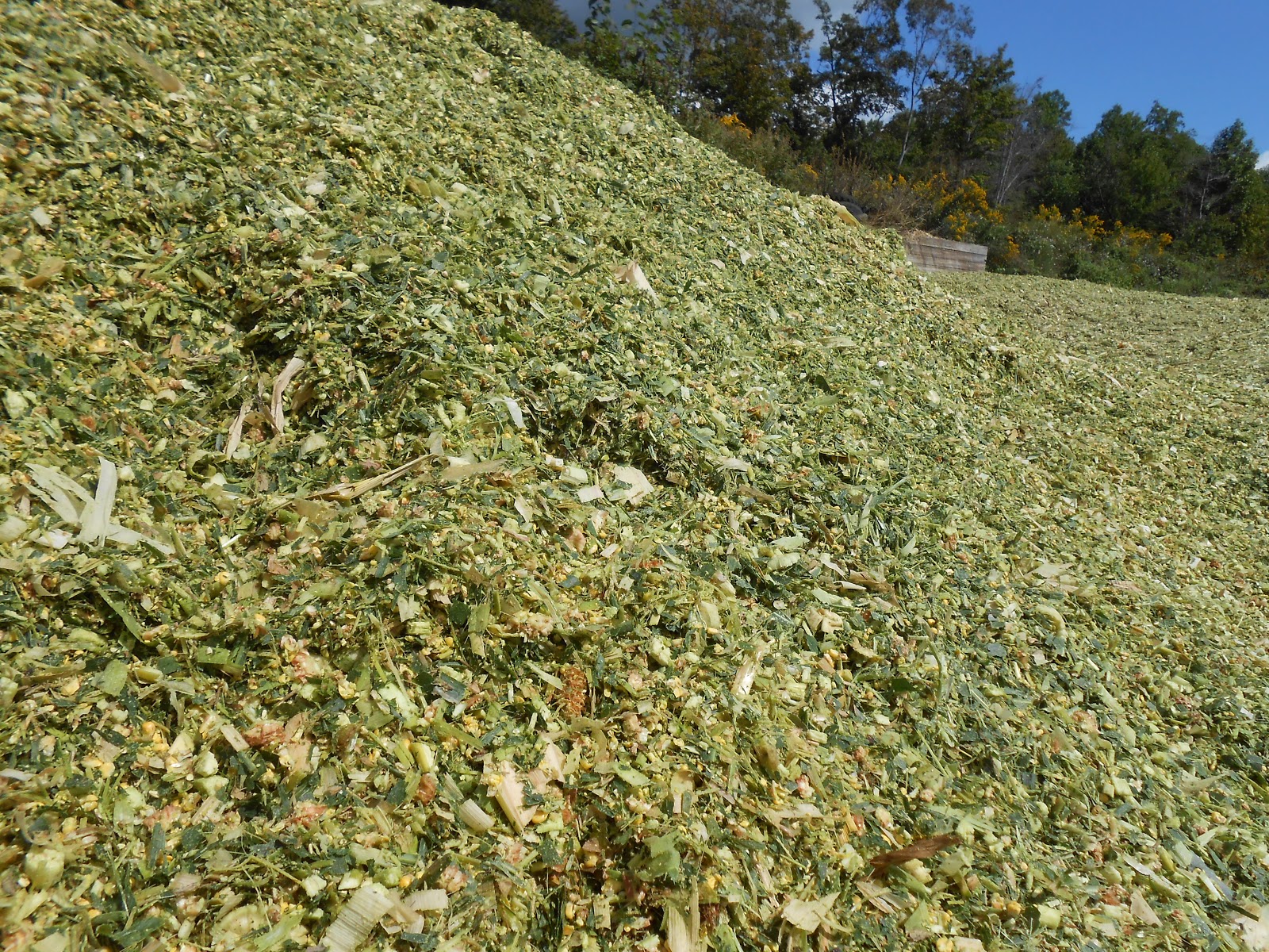 silage - definition - What is