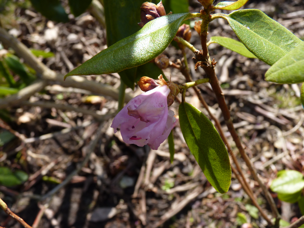 Høneballehaven på Samsø og Hellerupvej på Fyn: Vanding af rhododendron