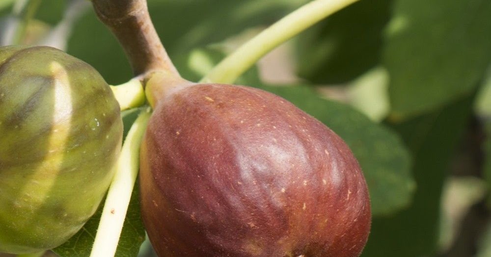 Little Ruby Fig - Var Tin