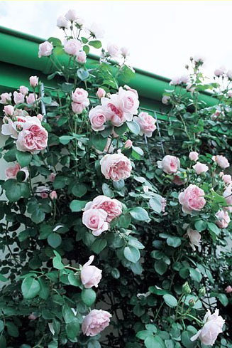 SurLaLune Fairy Tales Blog: Happy Valentine's Day: Cinderella Roses