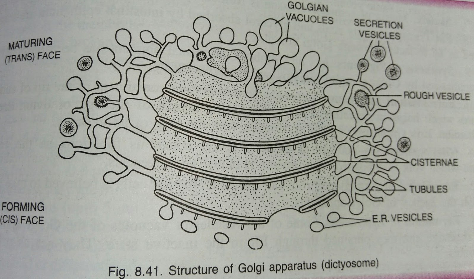 Structure and Function Golgi bodies and Lysosome | Escience zone
