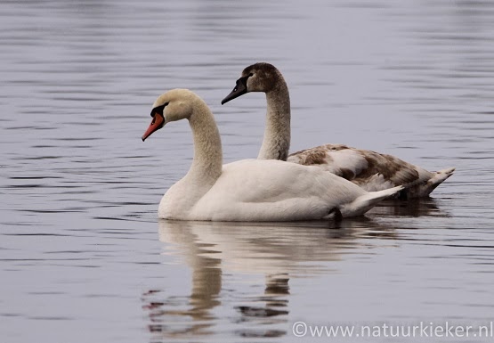 Soorten Zwanen in Nederland