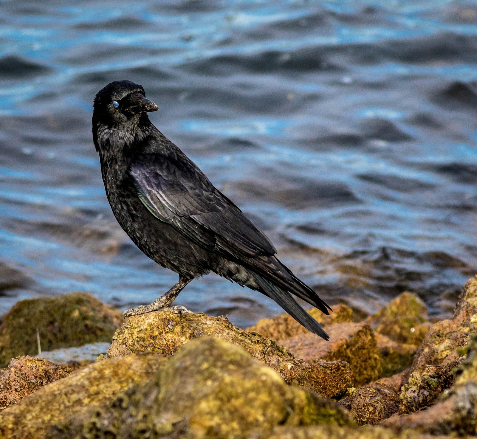 Dave's Bird Diary: Draycote Water & Marsh Lane