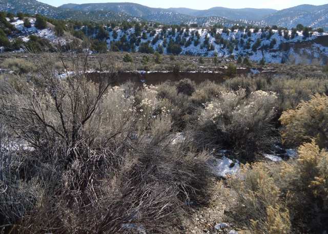 Nature Abhors a Garden: Gray Shrubs