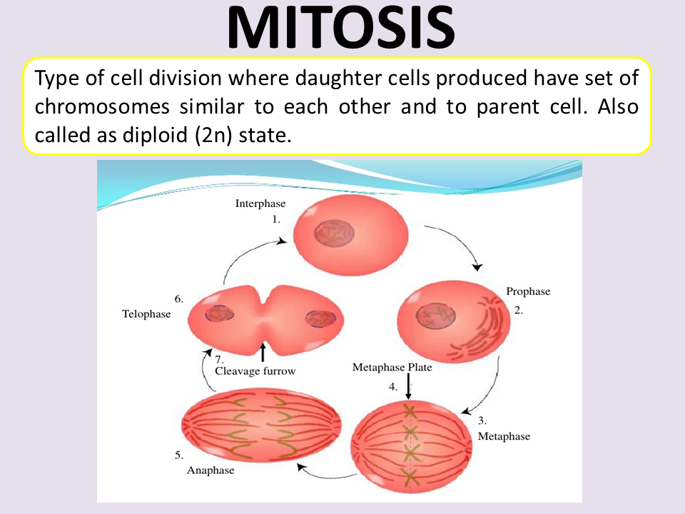 Grade 11: Chapter 2 - THE MITOTIC CELL CYCLE