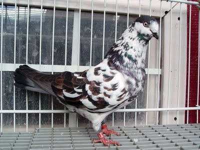 Pigeons Loft: Tippler