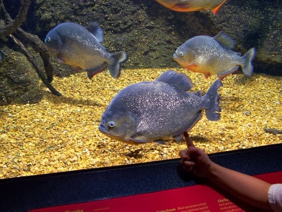 izharuddinshah@blogspot