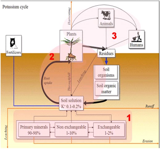 si ijo: SIKLUS KALIUM