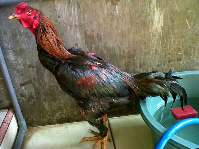 {Sudah Terjual} Import - Pakhoy Big Punch ~ Saparifarm Surabaya ...