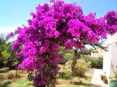 Cómo cuidar una santa rita ~ Conoce más de tu Jardín