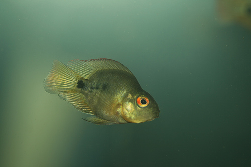 Baby Red Parrot Fish