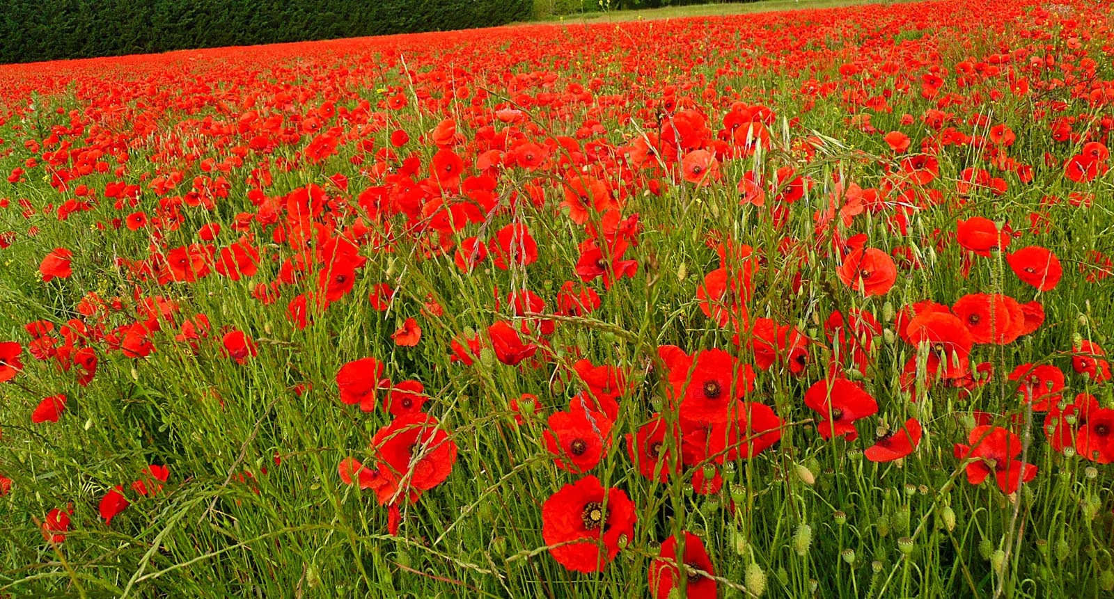 Living the life in Saint-Aignan: Coquelicots