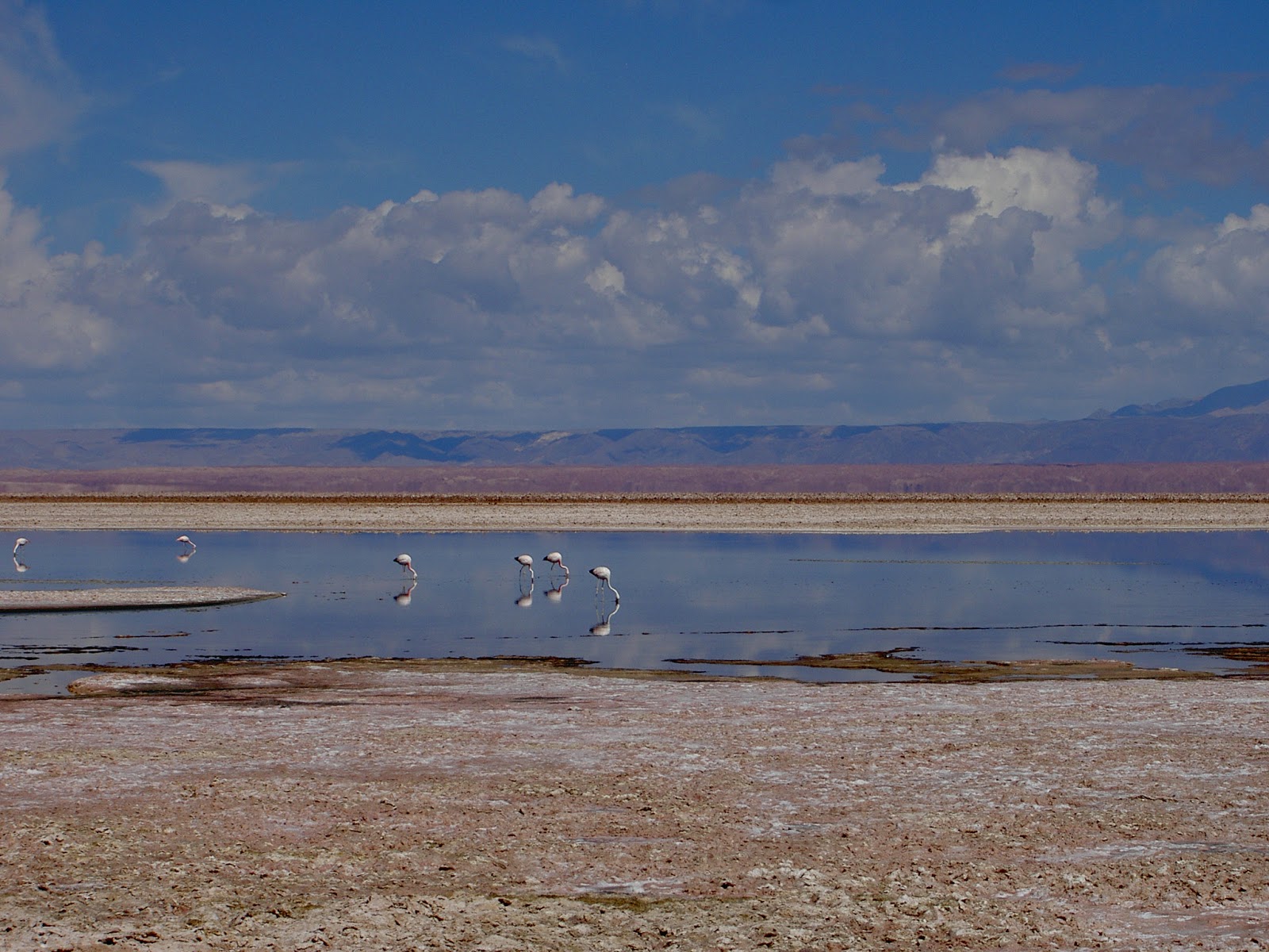Cali Anthropology Girl: CAG on travel: San Pedro de Atacama and the ...