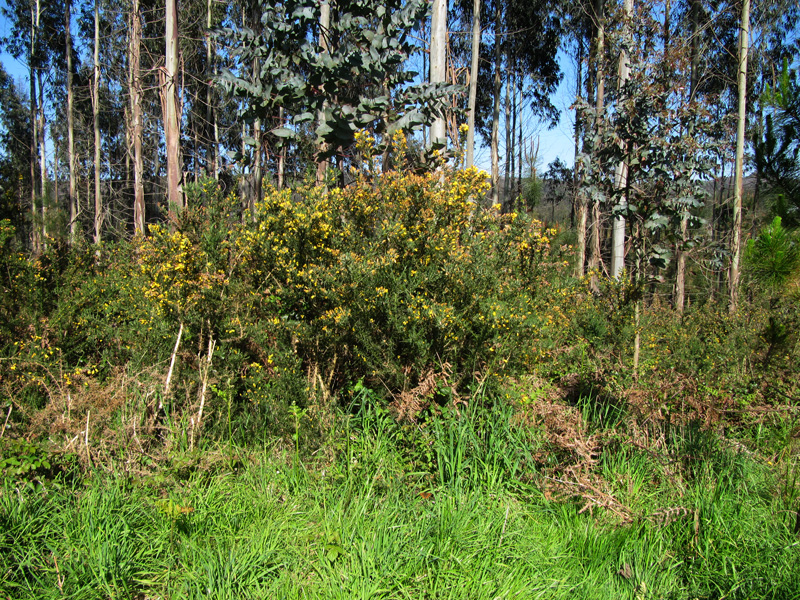RURAL Contemporánea: Pickles with outbreaks of gorse
