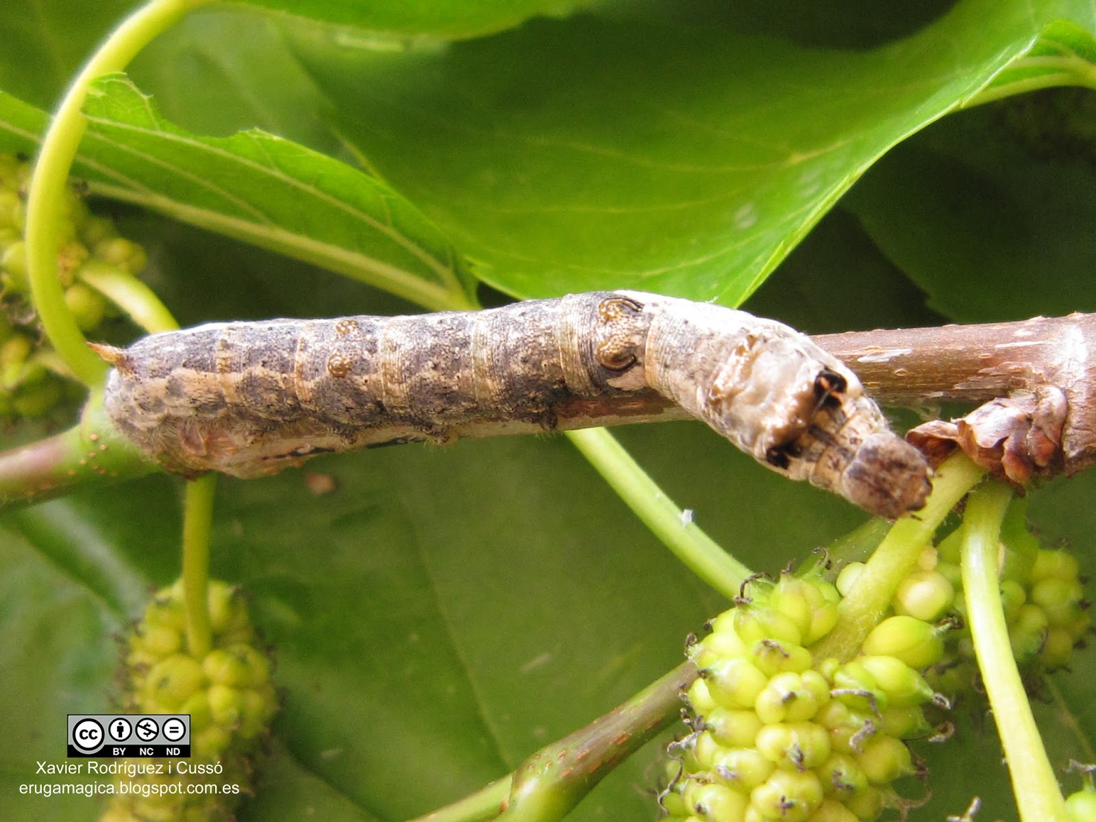 L'eruga màgica: Galeria d'imatges : Groga espanyola nº 2 (Sierra Morena)