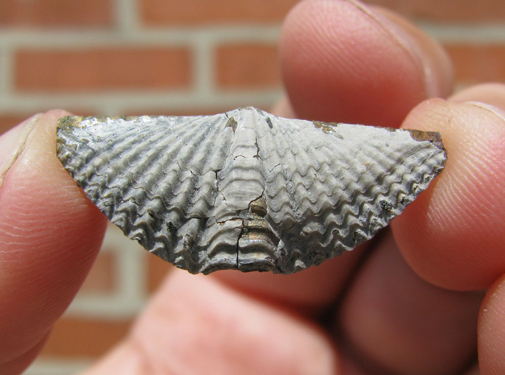 Views of the Mahantango: Mucrospirifer prolificus brachiopod from the ...