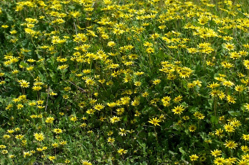 A Wandering Naturalist: Australia: Trigger Flowers, Orchids and Weeds